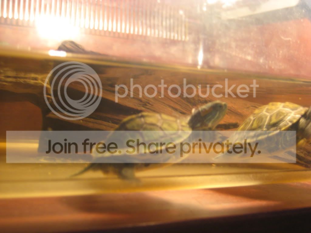 Redearslider.com :: View topic - Is this shell curling? and can i use ...