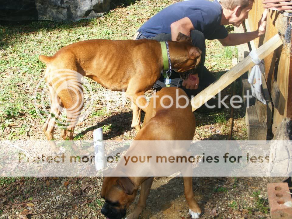 Seeing Ribs | Boxer Breed Dog Forums